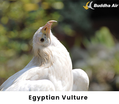Natures Sweeper - Role of Vultures in Our Ecosystems