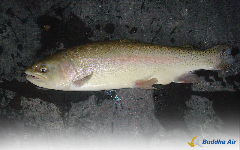 Rainbow Trout Destination in Nepal | Popular Places in 2026