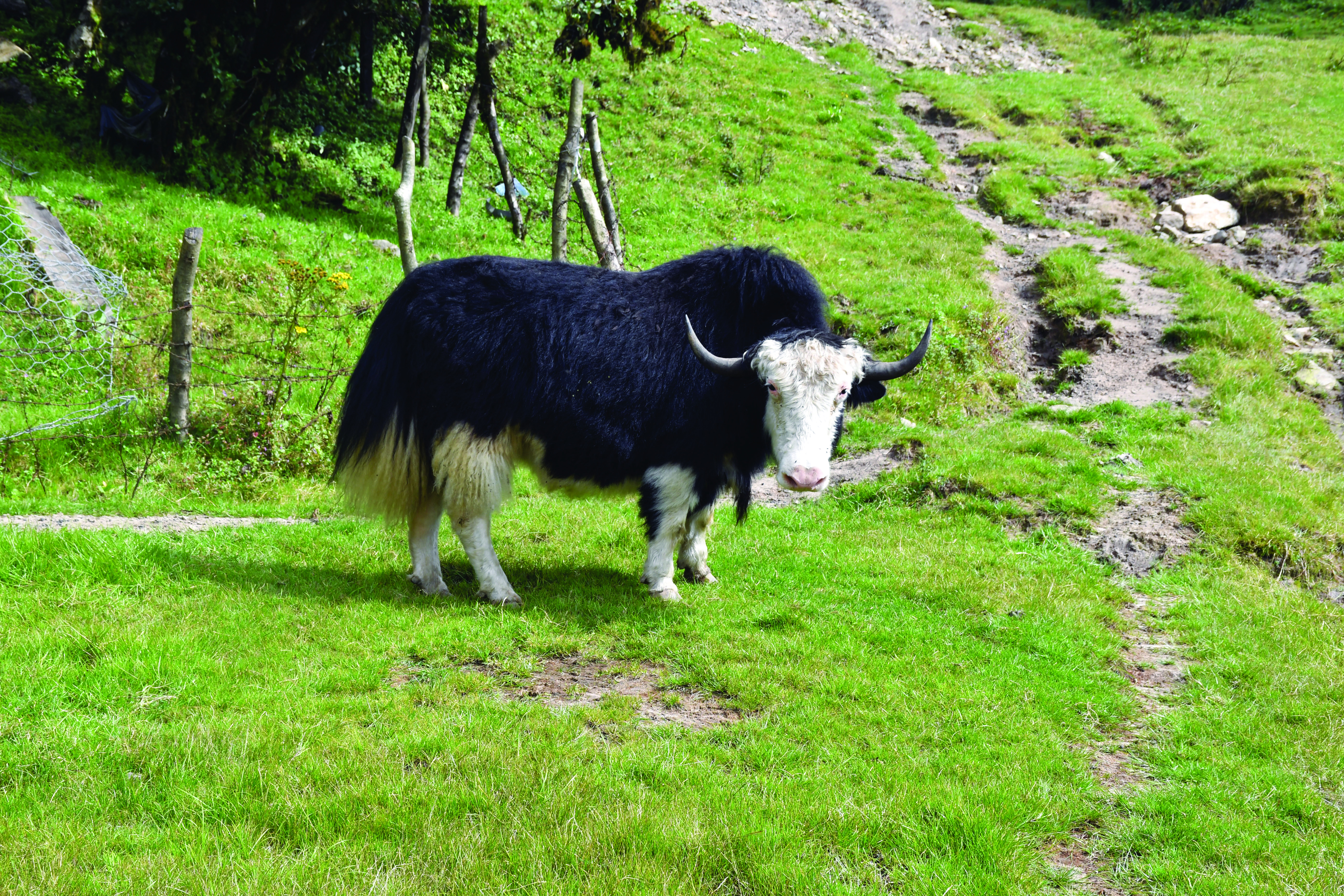 Exhilarating Ilam: Where the Body and Mind Rejuvenate | Buddha Air