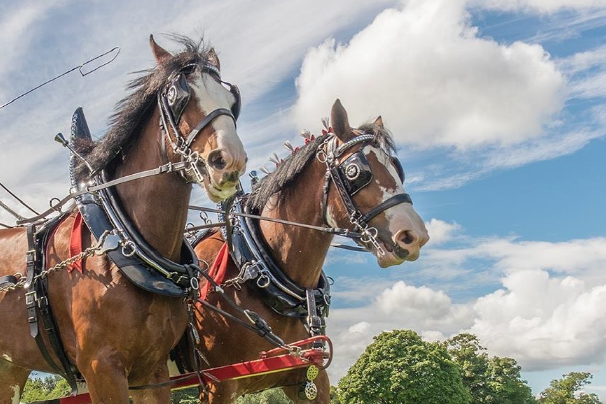 A Grandiose Horse Parade | Ghode Jatra | Event in Nepal