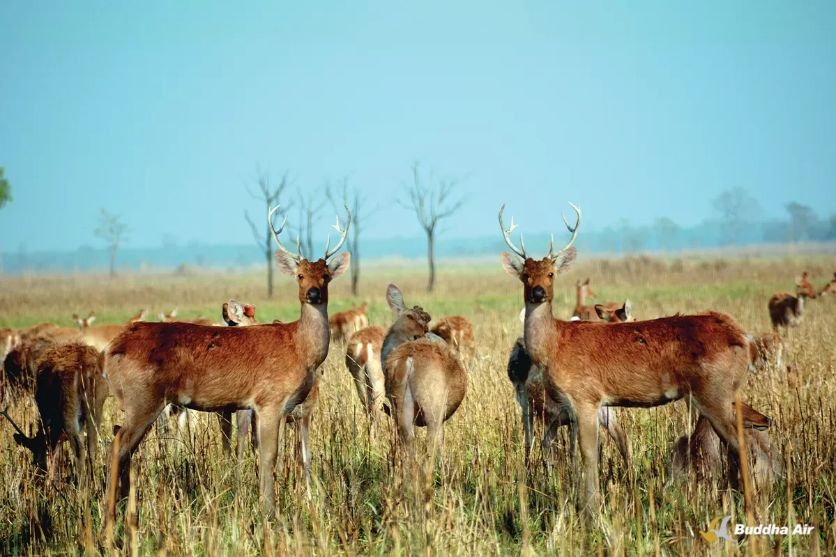 Shuklaphanta - Nepal’s Tranquil Wildlife Sanctuary to Visit