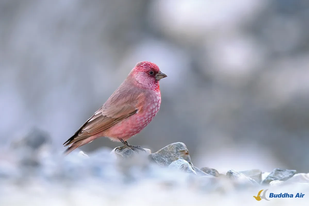 Bird Watching as Meditation - Mindfulness in Nature in 2025